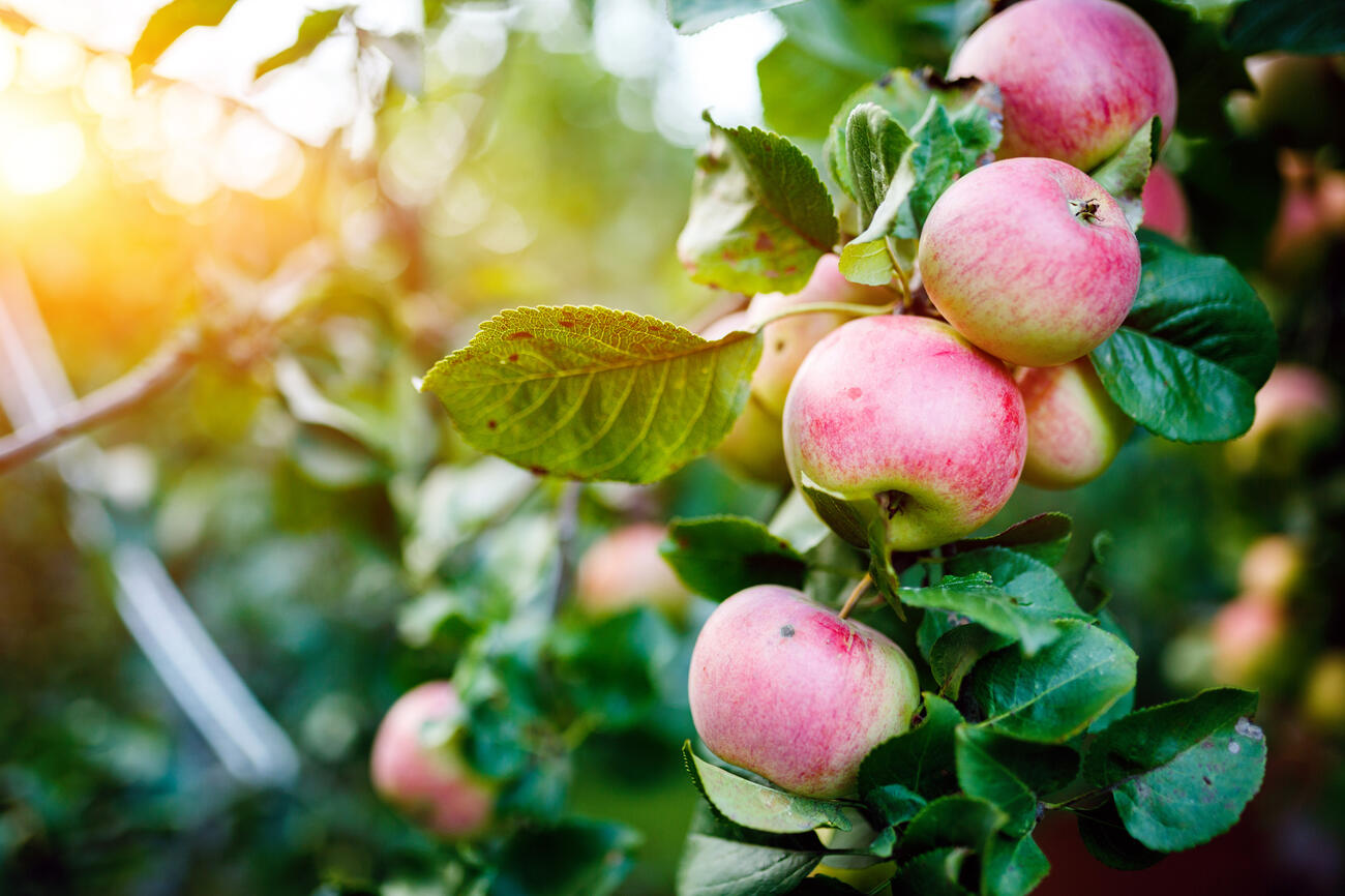 Antragstellung | EDEN-STIFTUNG zur Förderung naturnaher Lebenshaltung ...